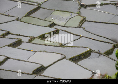 Rice terraces near Bontoc, Mountain Province, North Luzon, Philippines ...