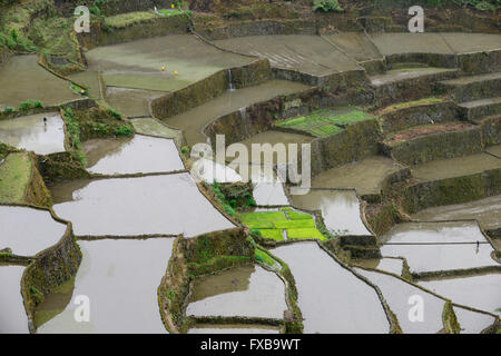 Rice terraces near Bontoc, Mountain Province, North Luzon, Philippines ...