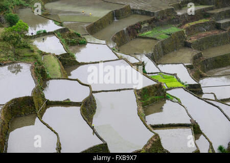 Rice terraces near Bontoc, Mountain Province, North Luzon, Philippines ...