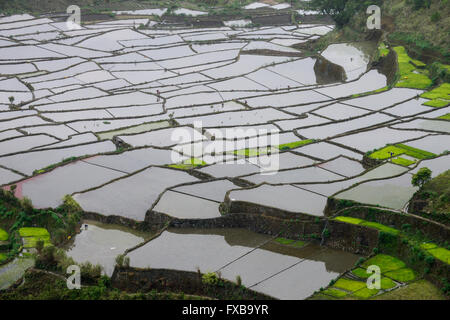 Rice terraces near Bontoc, Mountain Province, North Luzon, Philippines ...