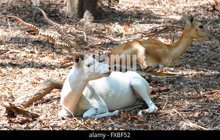 A white black buck (Antelope) spotted at IIT Madras,Chennai,India ...