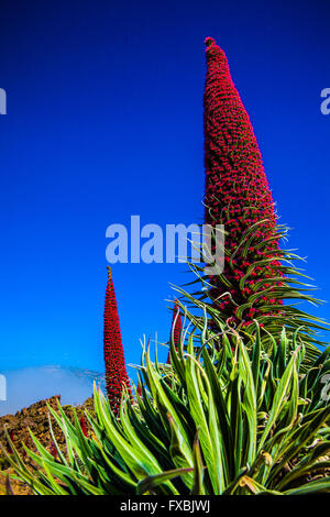 Red Tajinaste Echium wildpretii Teide National Park Tenerife Canary ...