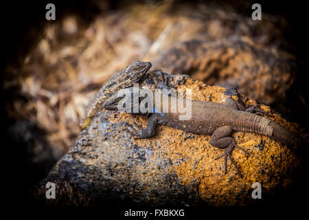 tizon lizard from El Teide mountain National Park Stock Photo - Alamy