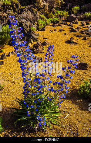 aulaga plant from El Teide mountain Stock Photo - Alamy