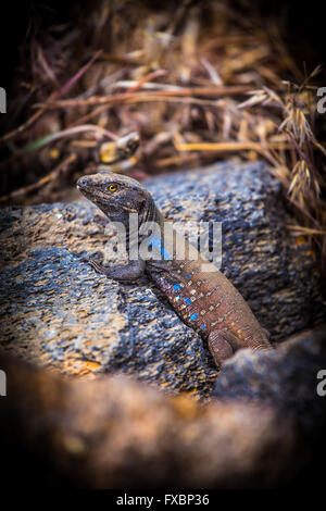tizon lizard from El Teide mountain National Park Stock Photo - Alamy
