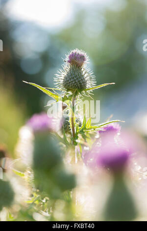 Scottish Spear Thistle Stock Photo - Alamy