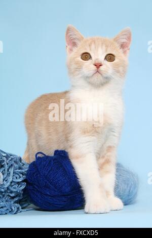 British Shorthair Cream and White Bicolour Kitten Bsh Stock Photo - Alamy