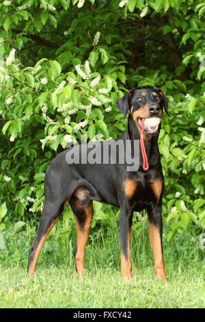 standing Doberman Pinscher Stock Photo - Alamy