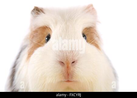 Portrait of two cavies / guinea pigs (Cavia porcellus), golden cavy and ...