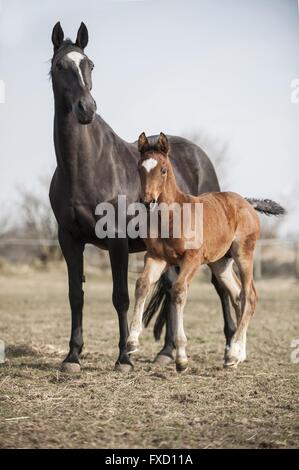horse, grazing, holstein, horses Stock Photo - Alamy