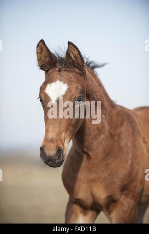 Holstein Horse Foal Stock Photo - Alamy