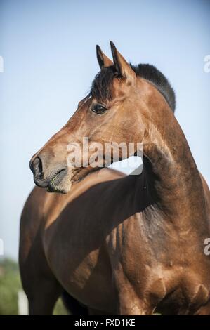 German Riding Pony Portrait Stock Photo - Alamy