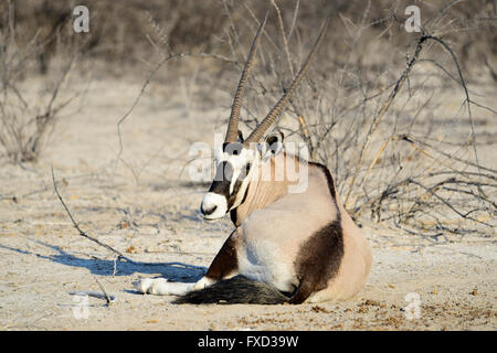 Gemsbok (oryx Gazella) in Etosha National Park, Namibia Stock Photo - Alamy