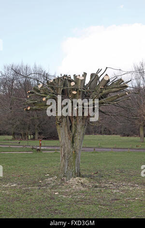 POLLARDED HORNBEAM TREE. CARPINUS BETULUS Stock Photo - Alamy