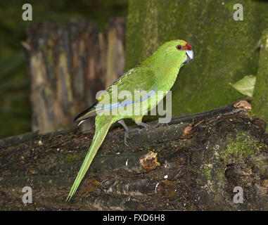 Yellow-crowned Parakeet, Cyanoramphus auriceps, Motuara Island, New ...