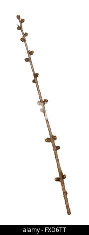 Larch (Larix), close-up Stock Photo - Alamy