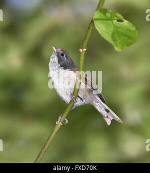 Brown creeper - Mohoua novaeseelandiae - pipipi small bird from New ...