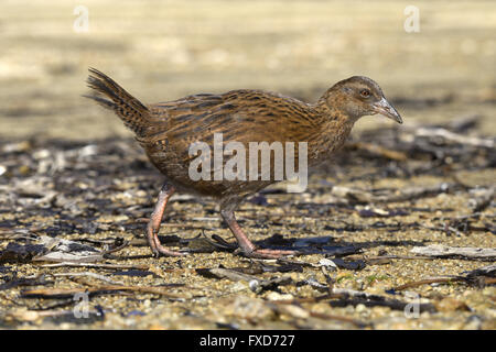 The weka (Gallirallus australis) is a flightless bird species of the ...
