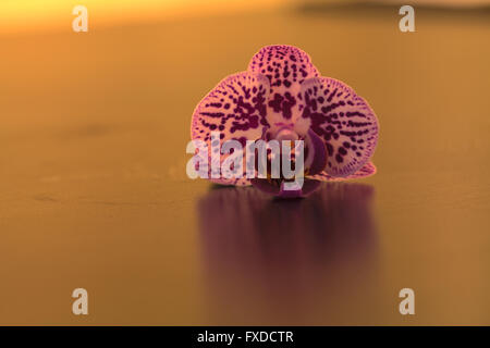 Purple spotted Aranda orchid, Aranda omyai, on a glossy black ...