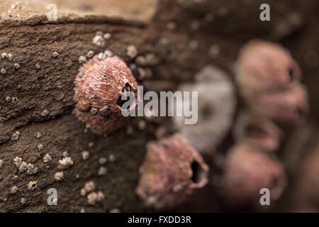 Pink barnacle Tetraclita rubescens clings to a rock in the intertidal ...