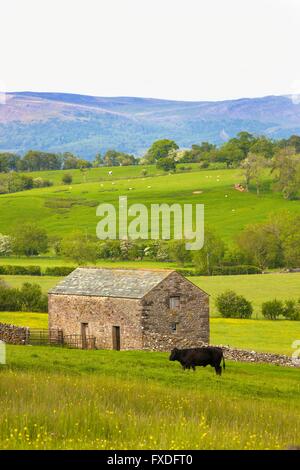 View drystone walls cattle grazing pasture river valley River Swale ...