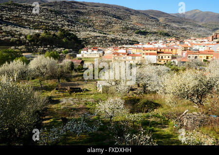 Spain, Extremadura, Valle del Jerte, Valley with blooming cherry trees ...