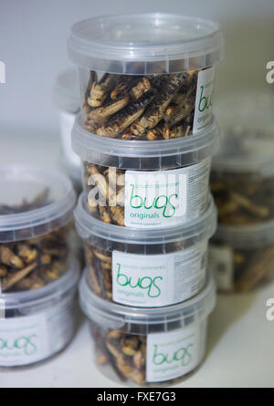 laboratory research for improving the taste of insects for human ...