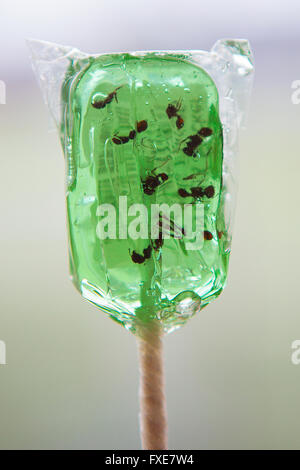 lollypop with insects (ants) inside Stock Photo - Alamy