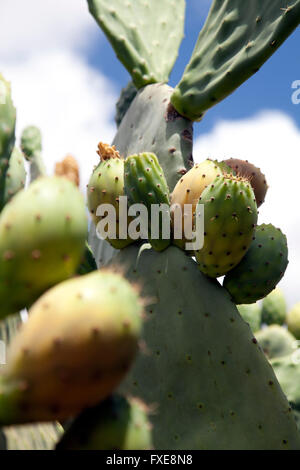 Prickly Pear Maze at Babylonstoren in Western Cape - South Africa Stock ...