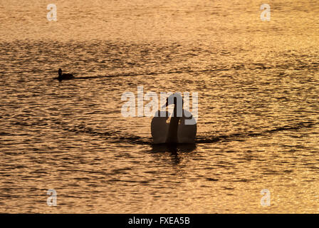 Swan on Water at Dusk Stock Photo - Alamy