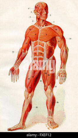 medicine, anatomy, muscles, musculature of human body (frontside ...