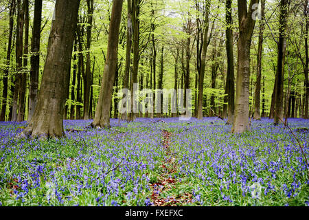 Bluebells in Kings Wood, Challock, Kent Stock Photo - Alamy