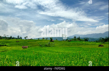 Hill Rice paddies fields,on road Between Punakha and Trongsa,Fields of ...