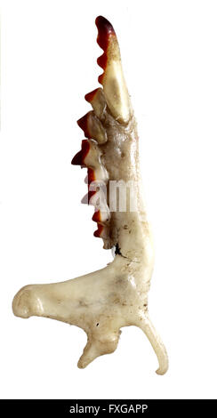 Teeth of Shrew Stock Photo - Alamy