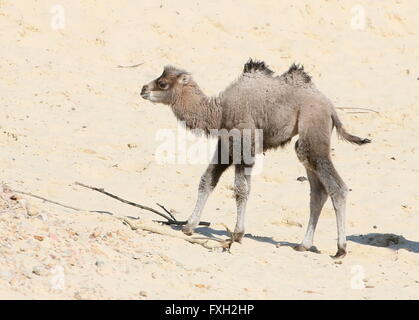 Central Asian Bactrian Camel (Camelus bactrianus), mother with her ...