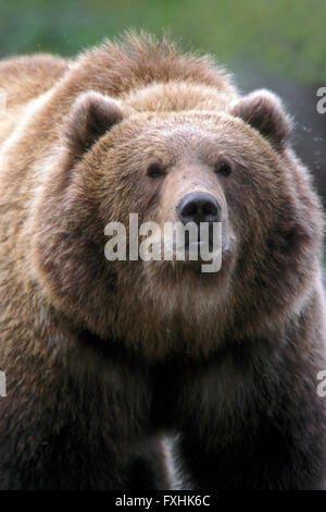 Close up big brown bear in autumn forest Stock Photo - Alamy