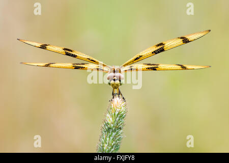 Halloween pennant dragonfly flying Stock Photo - Alamy