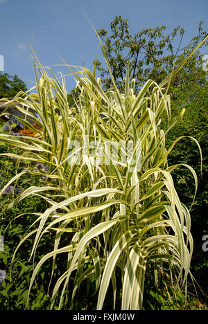 Swamp canes Water Reed Plant Cattails Stock Photo - Alamy