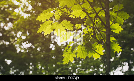 Young oak leaves in spring Stock Photo - Alamy