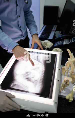 Mid-section of vets examining x-ray of animal Stock Photo - Alamy