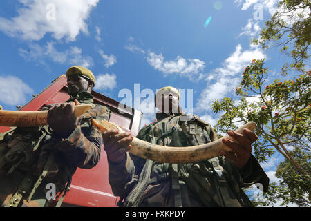Rangers from the Kenya Wildlife Service (KWS) patrolling Nairobi Stock ...