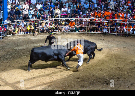 Bullfighting on Tokunoshima Island, Kagoshima, Japan Stock Photo - Alamy