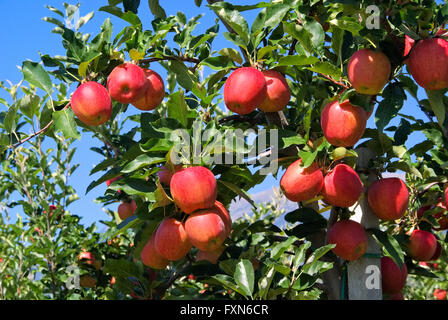 Apfel am Baum Stock Photo - Alamy