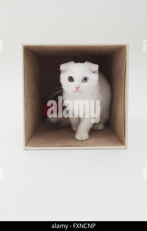 Scottish Fold in box Stock Photo - Alamy