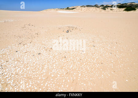 Aboriginal Midden, Coorong National Park, Fleurieu Peninsula, South ...