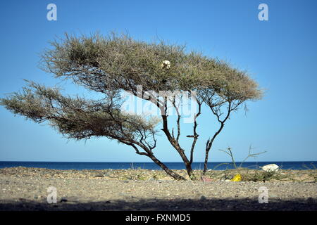 Alone Acacia tree on the Fujairah Beach, United Arab Emirates Stock ...