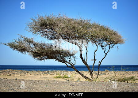Alone Acacia tree on the Fujairah Beach, United Arab Emirates Stock ...