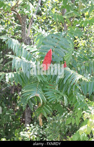 Staghorn Sumac bush full of red Bob's growing beside a country road ...