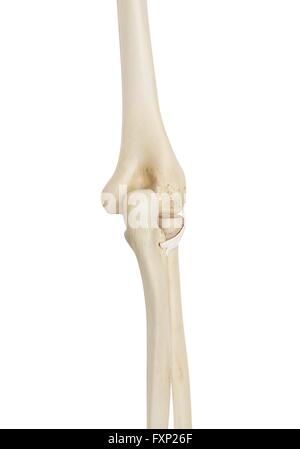 Human elbow joint, computer illustration Stock Photo - Alamy