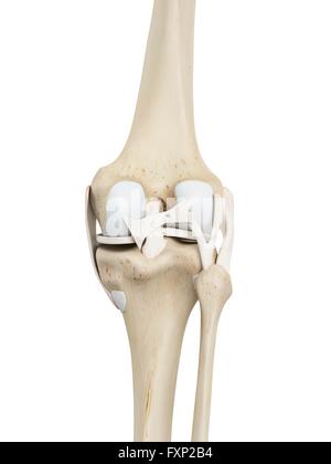 Healthy knee joint, computer illustration Stock Photo - Alamy
